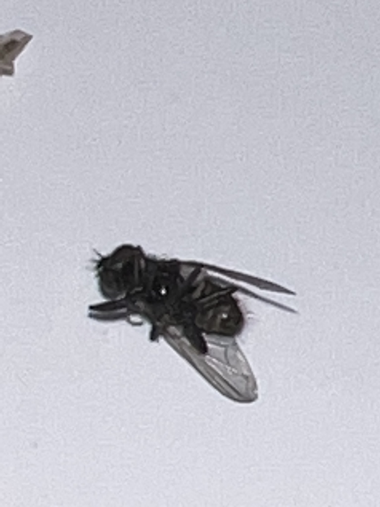 Bot Flies, Blow Flies, and Allies from Guam, 66010 on December 10, 2023 ...