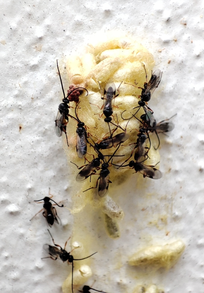 Cabbage White Parasitoid Wasp from 1000-236 Lisbon, Portugal on ...