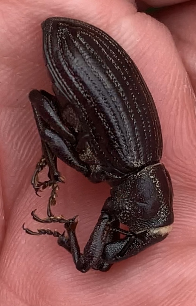 Hutton's Speargrass Weevil from Porirua, Wellington, New Zealand on ...