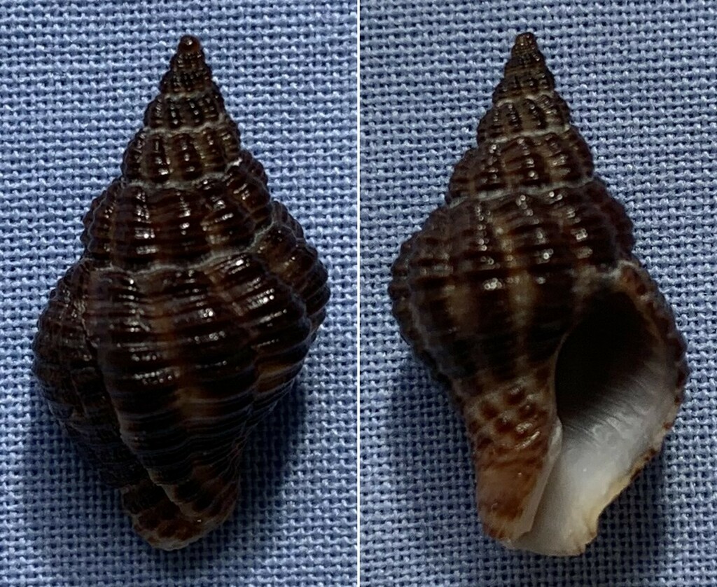 Pollia fumosa in September 2017 by vrebizant. 19 mm long · iNaturalist