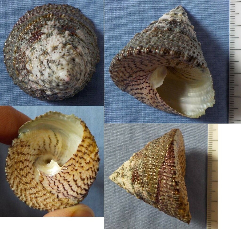 Trochus hanleyanus in September 2017 by vrebizant. 40 mm diameter · iNaturalist