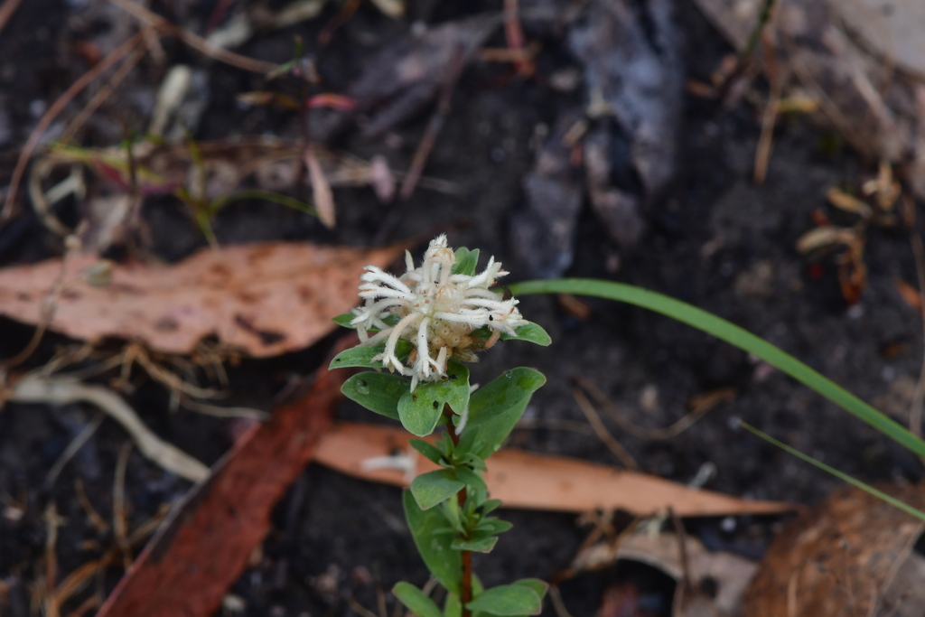 Common Rice-flower from Happy Valley VIC 3360, Australia on November 24 ...