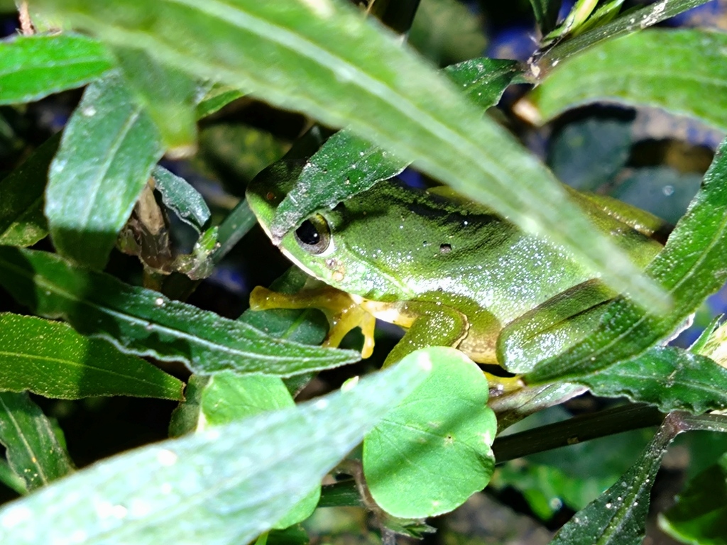Taipei Green Tree Frog in December 2023 by Benny Wu · iNaturalist