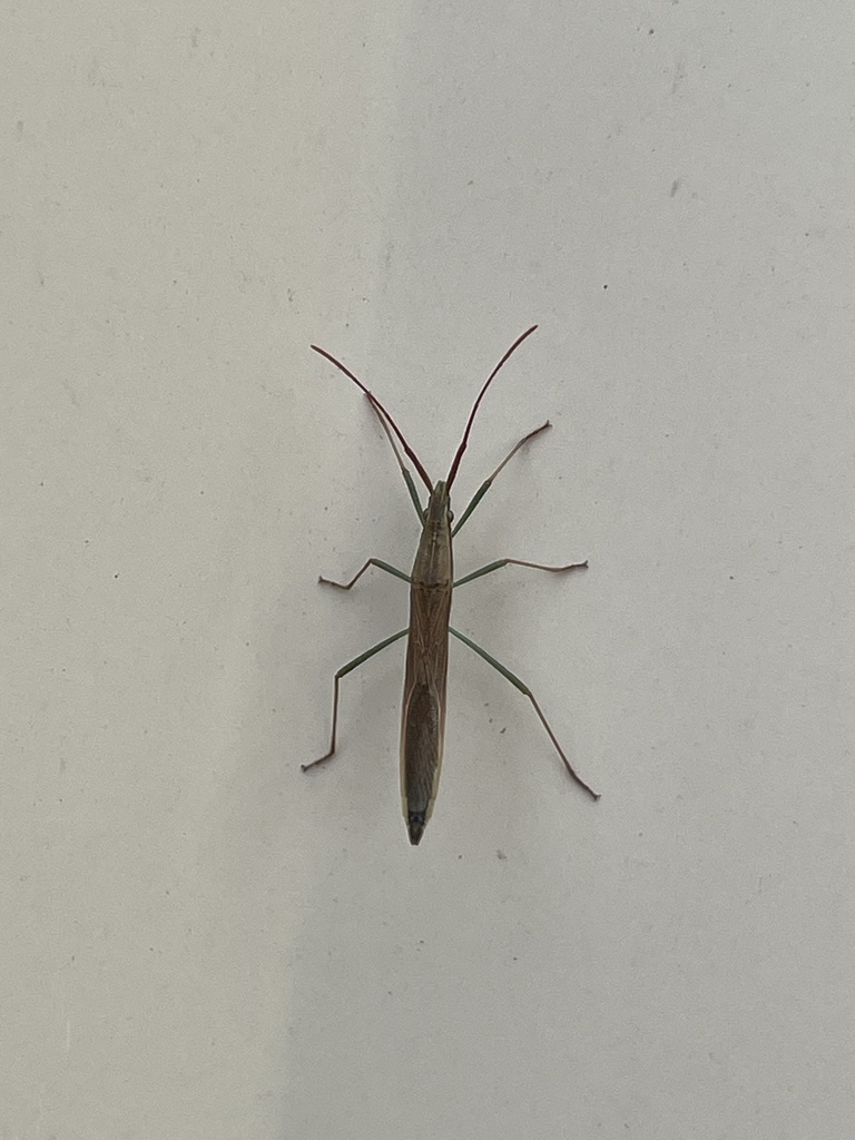 Long Broad-headed Bug from Harrigan St, Tarrawanna, NSW, AU on December ...