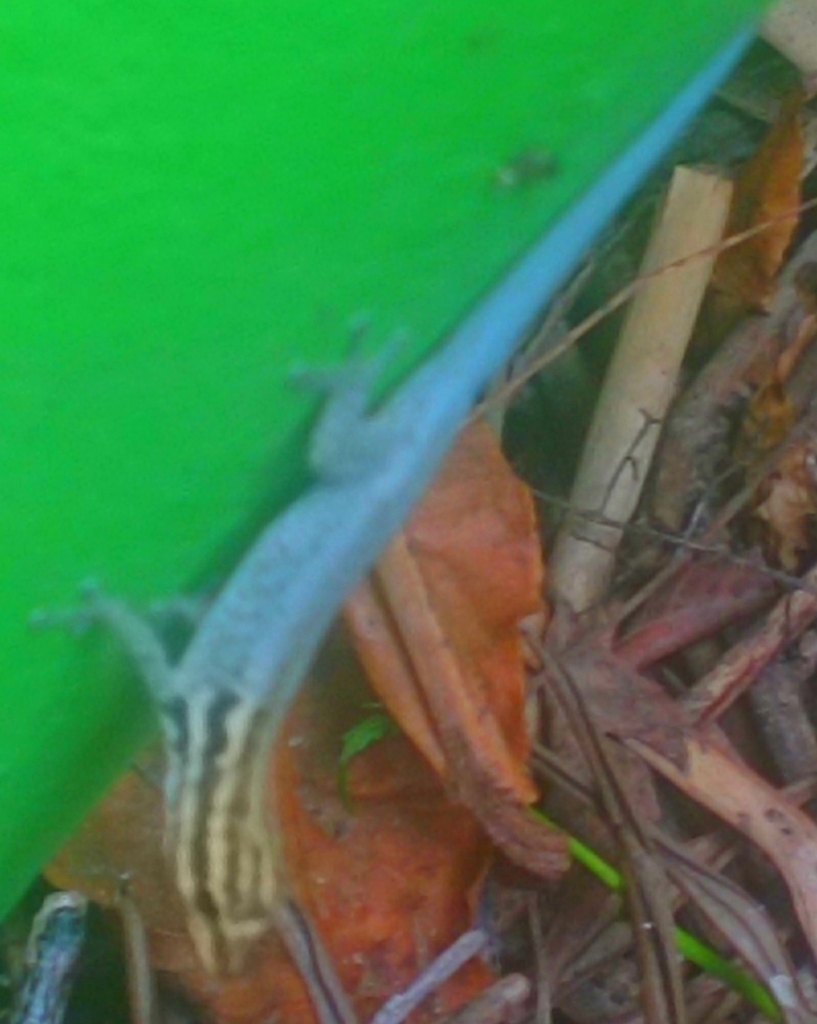 Painted Dwarf Gecko from Nguruman, Kenya on December 10, 2023 at 12:52 ...