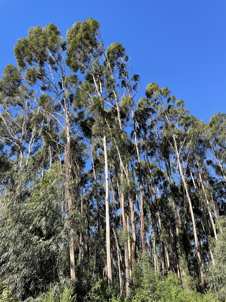 River Peppermint from Wingan River VIC 3891, Australia on May 18, 2022 ...