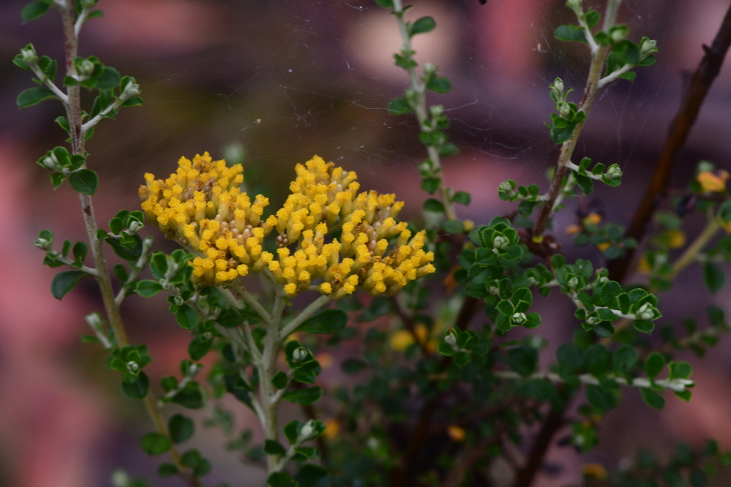 Grey Everlasting from Happy Valley VIC 3360, Australia on November 24 ...