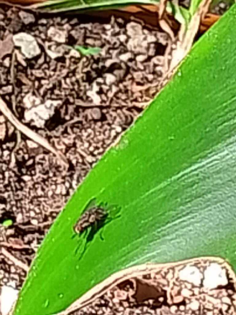 False Stable Fly from Daliao, Toril, Davao City, Davao del Sur ...