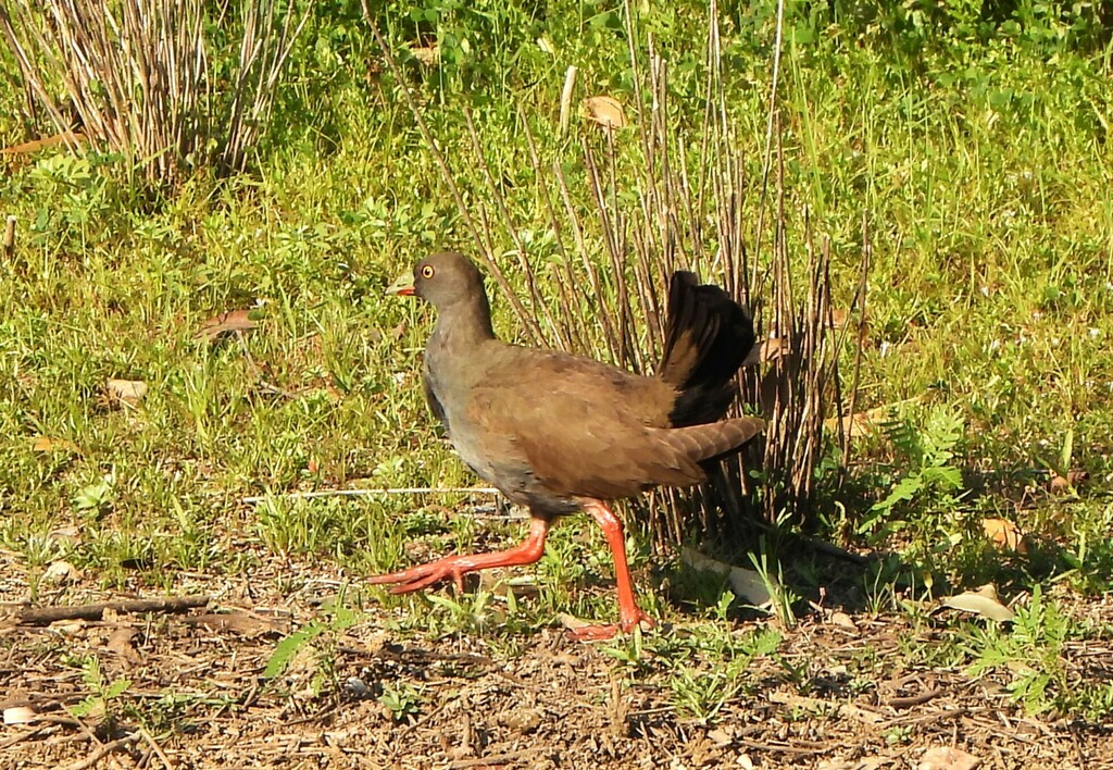 Black-tailed Native-hen from Tambo QLD 4478, Australia on December 9 ...