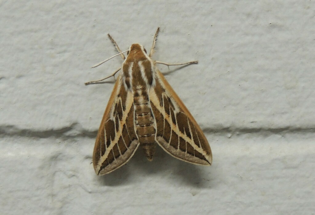Australian Striped Hawk Moth from Capella QLD 4723, Australia on ...