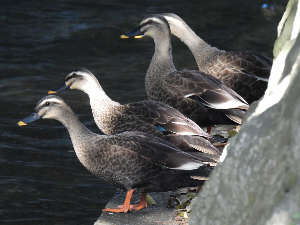 Eastern Spot-billed Duck from Okamoto, Setagaya City, Tokyo 157-0076 ...