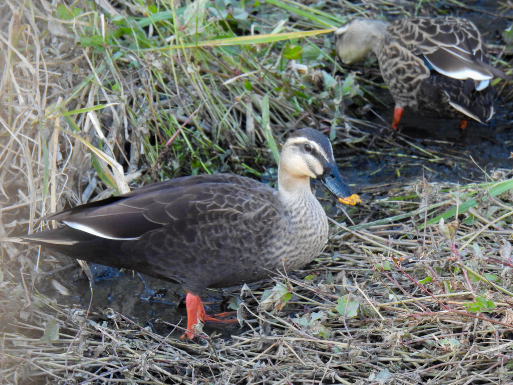Eastern Spot-billed Duck from Kamata, Setagaya City, Tokyo 157-0077 ...