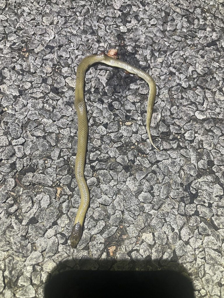 Curl Snake from Landsborough Highway, Corfield, QLD, AU on November 30 ...