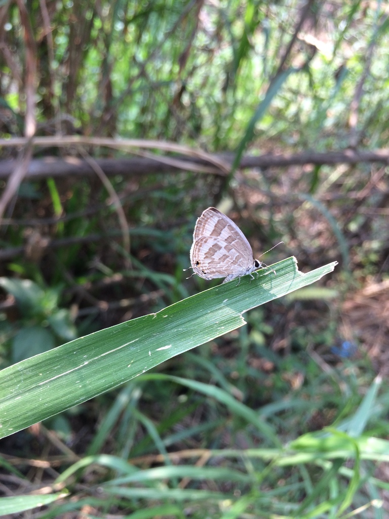 Common Cerulean from Savarde Bk., Maharashtra 416219, India on November ...