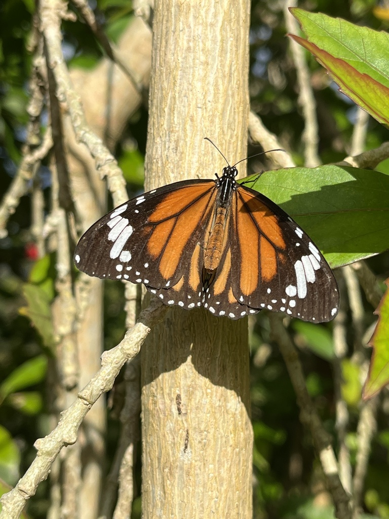 Common Tiger Butterfly in December 2023 by Nakatada Wachi · iNaturalist