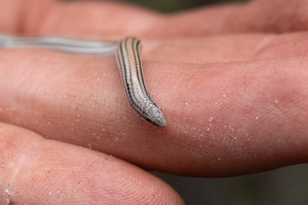 Striated Worm-lizard in November 2023 by Euan Moore. Observed during ...