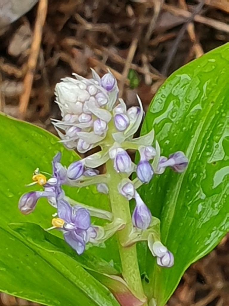 Pollia macrophylla from Montville QLD 4560, Australia on November 22 ...