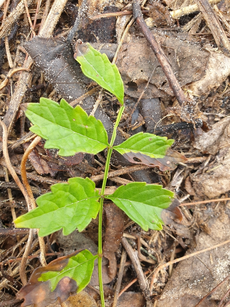 bignonia family from Cotton Tree, Maroochydore QLD, Australia on ...