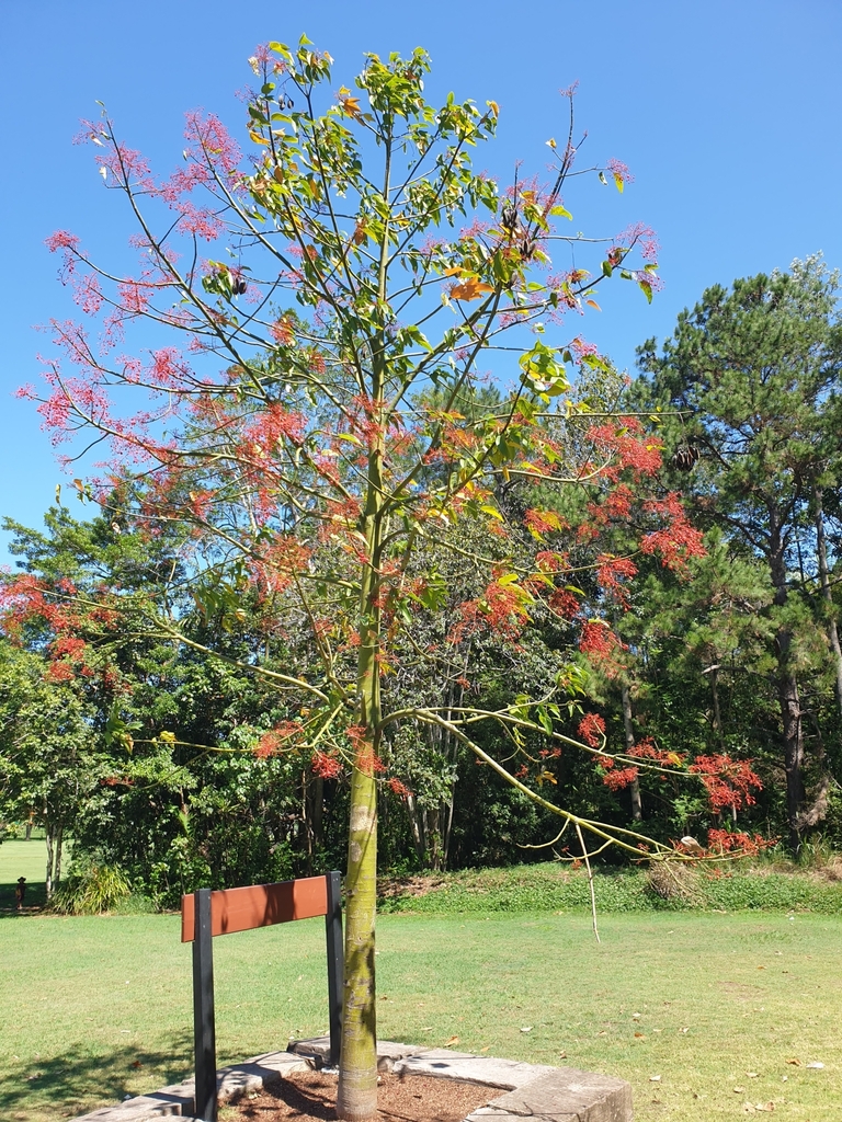 flame tree from Bli Bli QLD 4560, Australia on November 30, 2023 at 01: ...