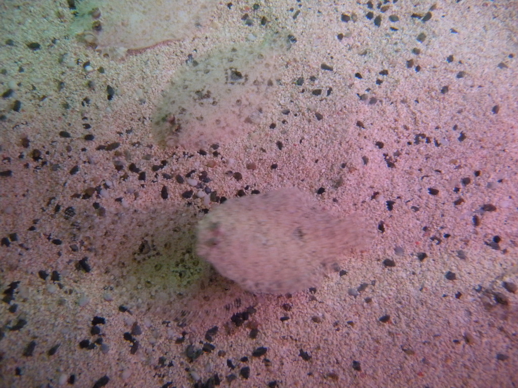 Panther Flounder from 974台灣花蓮縣壽豐鄉 on April 12, 2009 at 10:47 AM by 胡正恆 ...