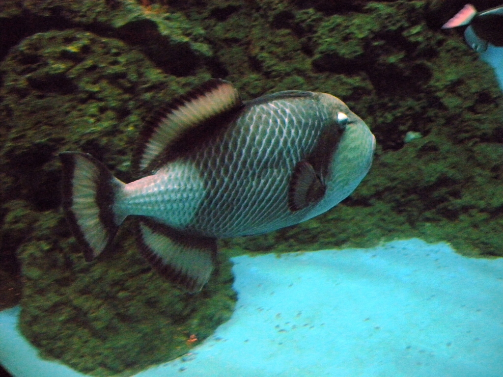Titan Triggerfish from 974台灣花蓮縣壽豐鄉 on April 12, 2009 at 11:01 AM by 胡正恆 ...