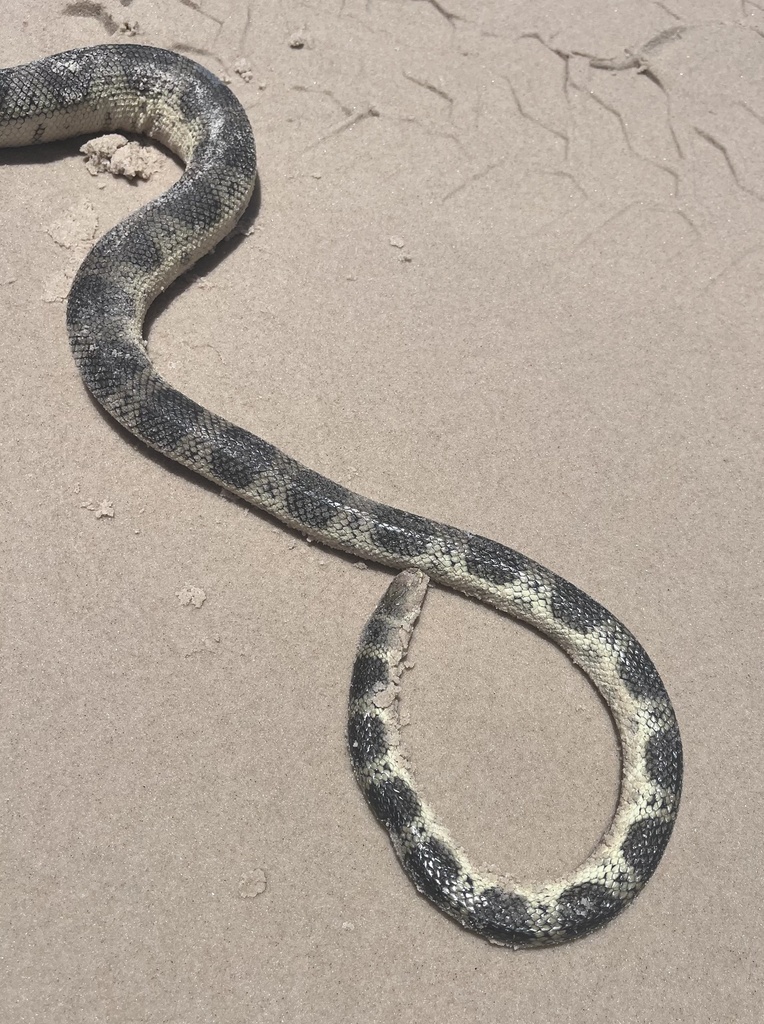 Elegant Sea Snake (Hydrophis elegans) - Snakes and Lizards