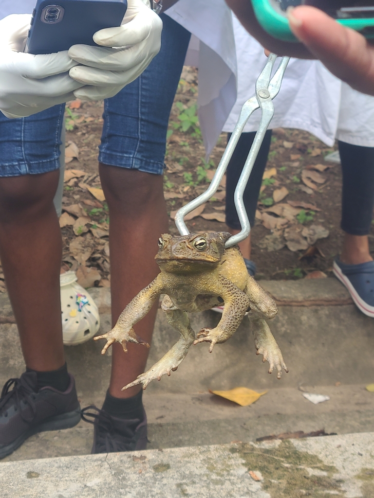 Cane Toad from EMU, Kingston, Jamaica on September 19, 2023 at 03:37 PM ...