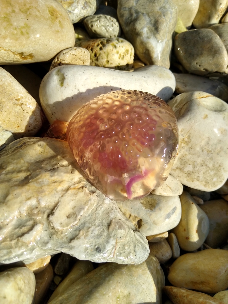 Mauve Stinger from Greece on December 9, 2023 at 11:05 AM by Amanda ...