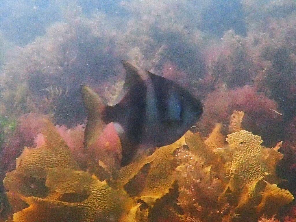 Banded Sweep from South Cottesloe, North reef, Perth WA, Australia on ...