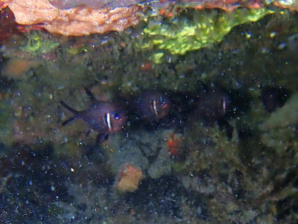 Southern Roughy from South Cottesloe, North reef, Perth WA, Australia ...