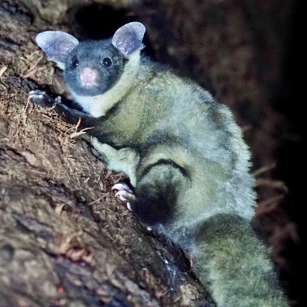 Northern Yellow-bellied Glider in August 2019 by Gaell Mainguy ...