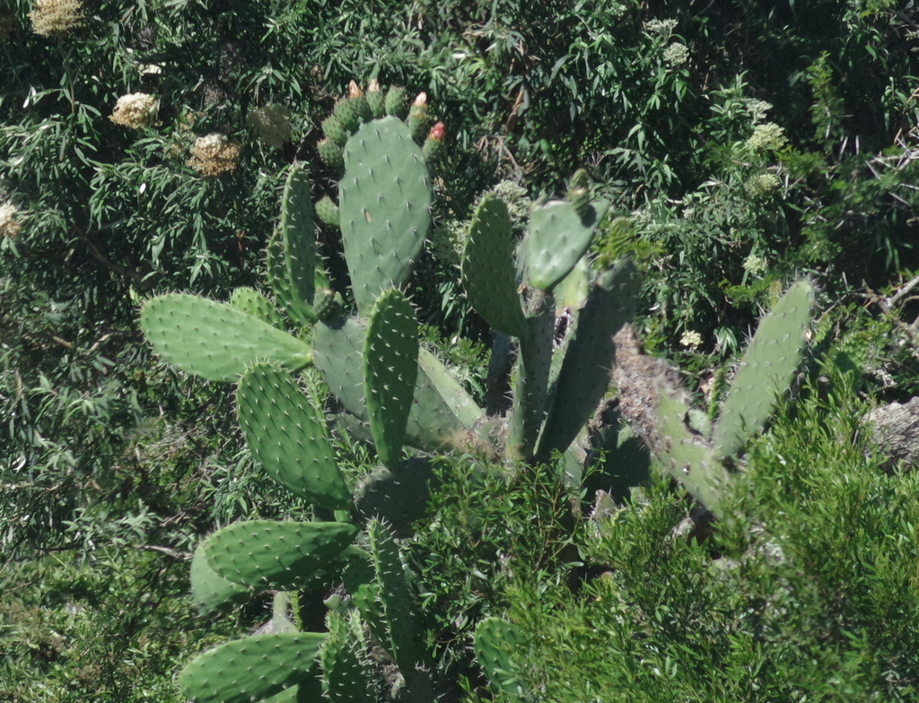 Indian fig opuntia from Kommadagga to Riebeek East via Swartwaterspoort ...