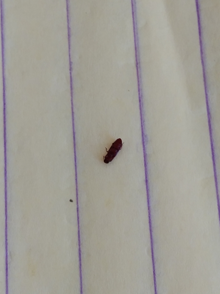 Rusty-red Flour-beetles from 5JQX+F85, Bunawan, Davao City, Davao del ...