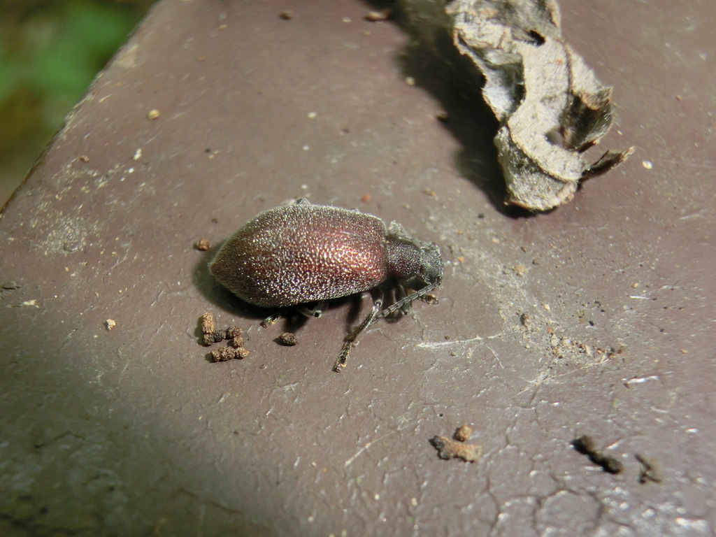 Cerogria from 520台灣彰化縣田中鎮 on December 10, 2023 at 10:55 AM by r88621108 ...