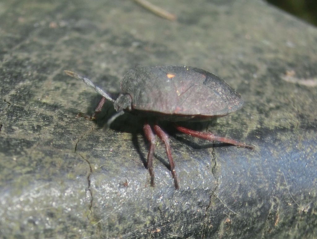 Cyclopelta parva from 520台灣彰化縣田中鎮 on December 10, 2023 at 11:12 AM by ...