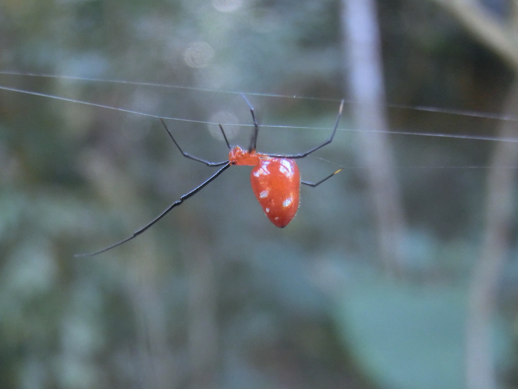 Dewdrop Spiders from 520台灣彰化縣田中鎮 on December 10, 2023 at 11:37 AM by ...