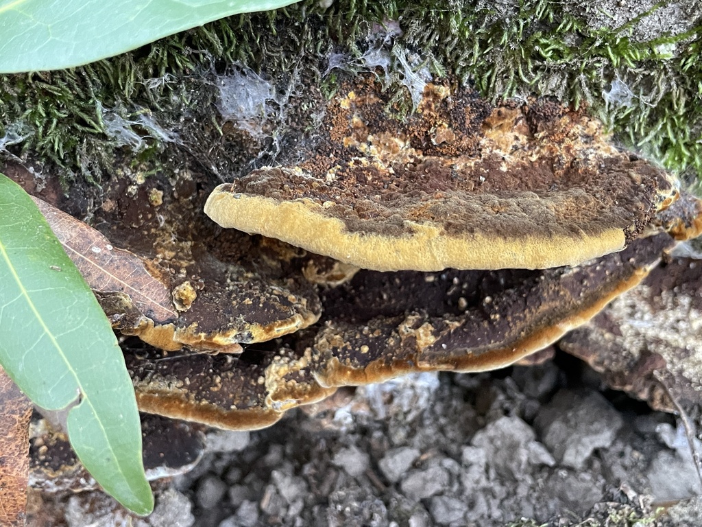 Mustard Yellow Polypore in December 2023 by Damon Tighe · iNaturalist