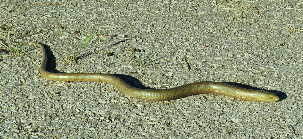 European Glass Lizard from Lenins'kyi, UA-KR, UA on May 4, 2020 at 05: ...
