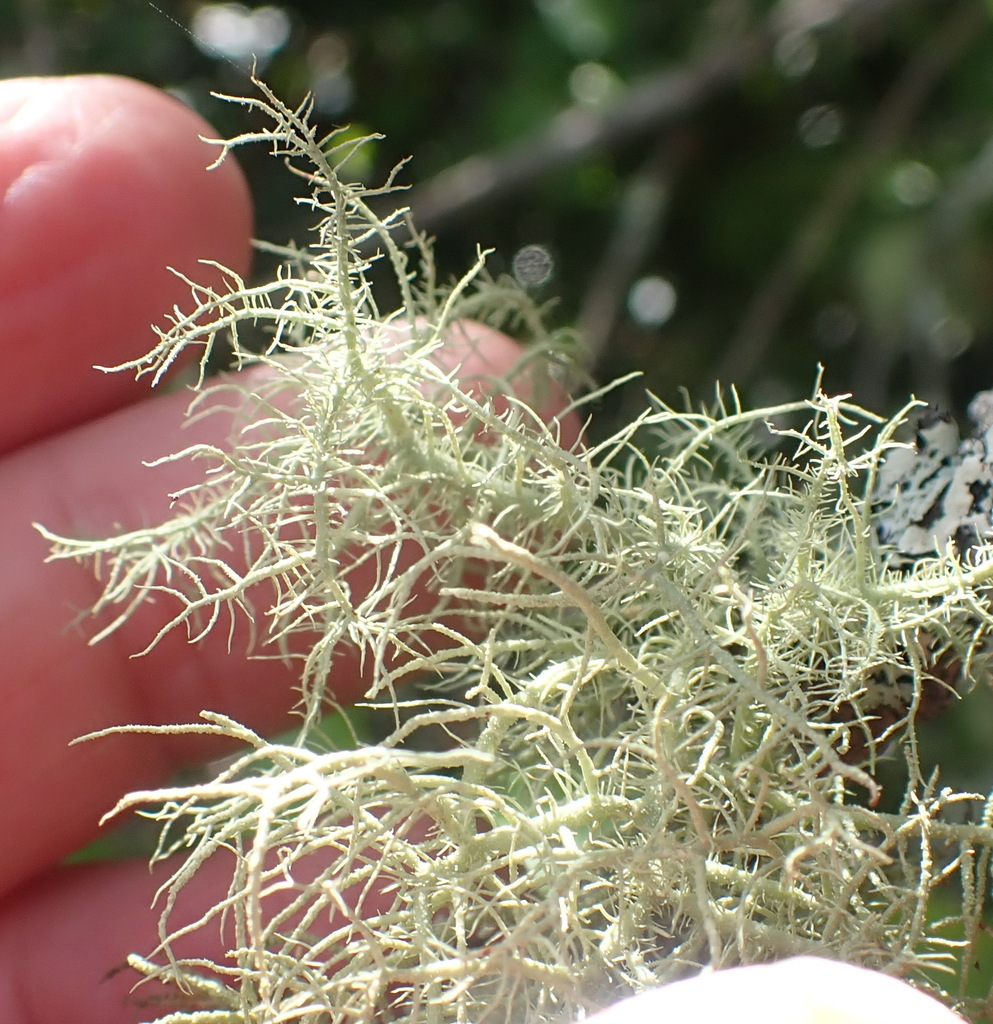 beard lichens from Phyl Martin Park, Natures Valley, Nature's Valley ...