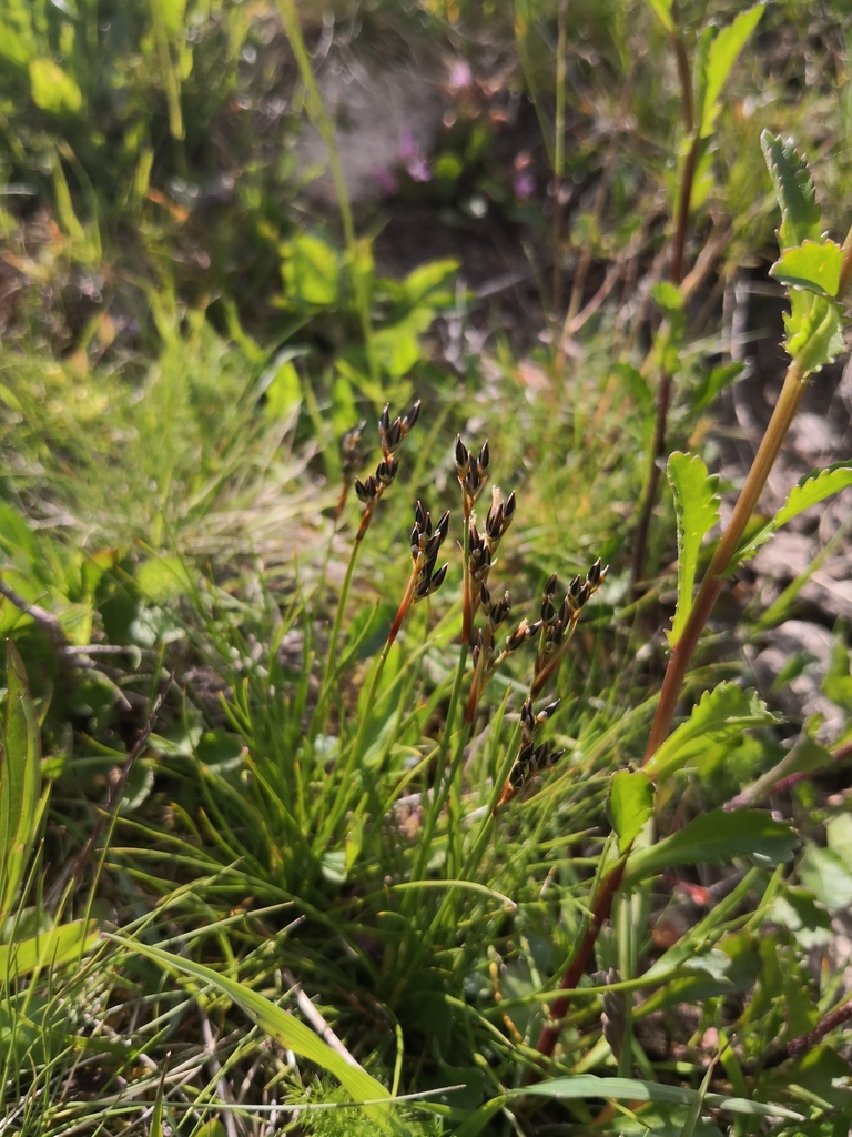 heath rush from 79868 Feldberg (Schwarzwald), Deutschland on June 18 ...