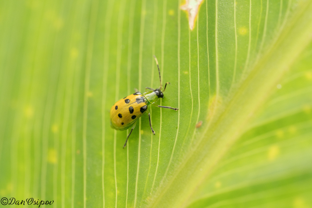 Diabrotica venancia from Pueblo Rico, Risaralda, Colombia on August 1, 2023 at 07:21 AM by Dan ...
