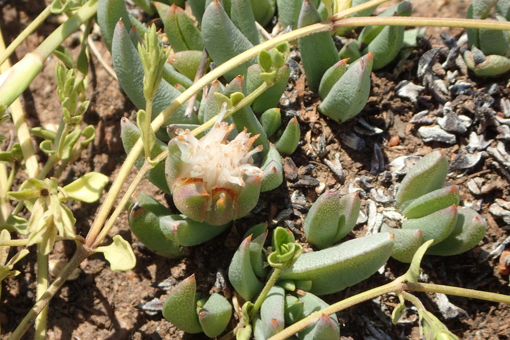 Afternoon Rootfig from Gert Sibande District Municipality, South Africa ...