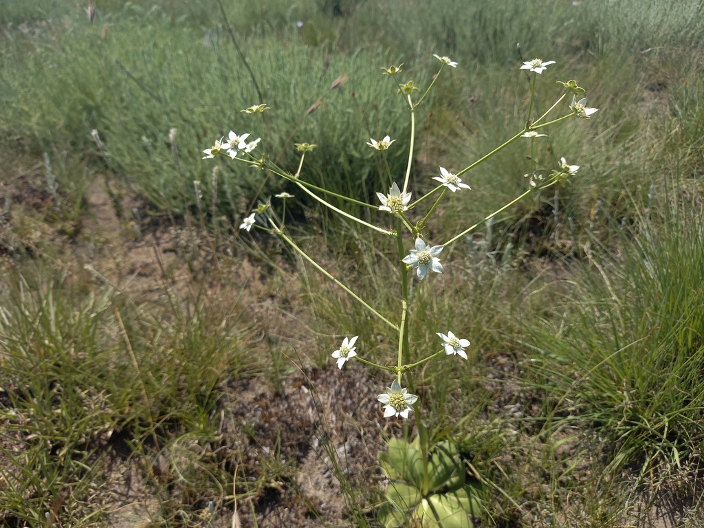 Alepidea longeciliata from Gert Sibande District Municipality, South ...