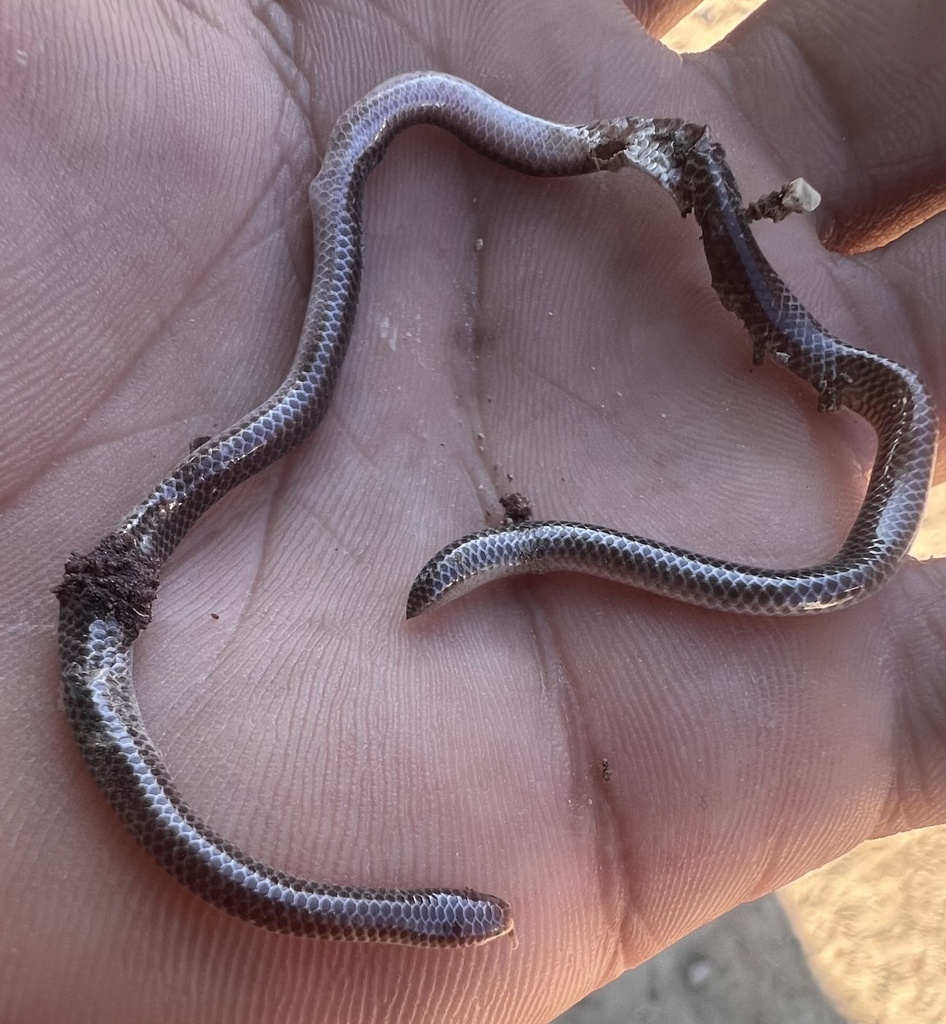 Western Threadsnake from Calle Carranza, Cosalá, Sin., MX on December ...