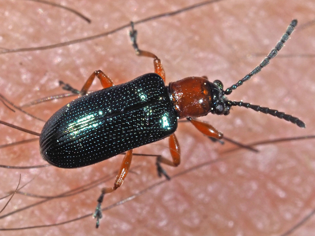 Oulema melanopus from 84513 Erharting, Deutschland on May 25, 2023 at ...