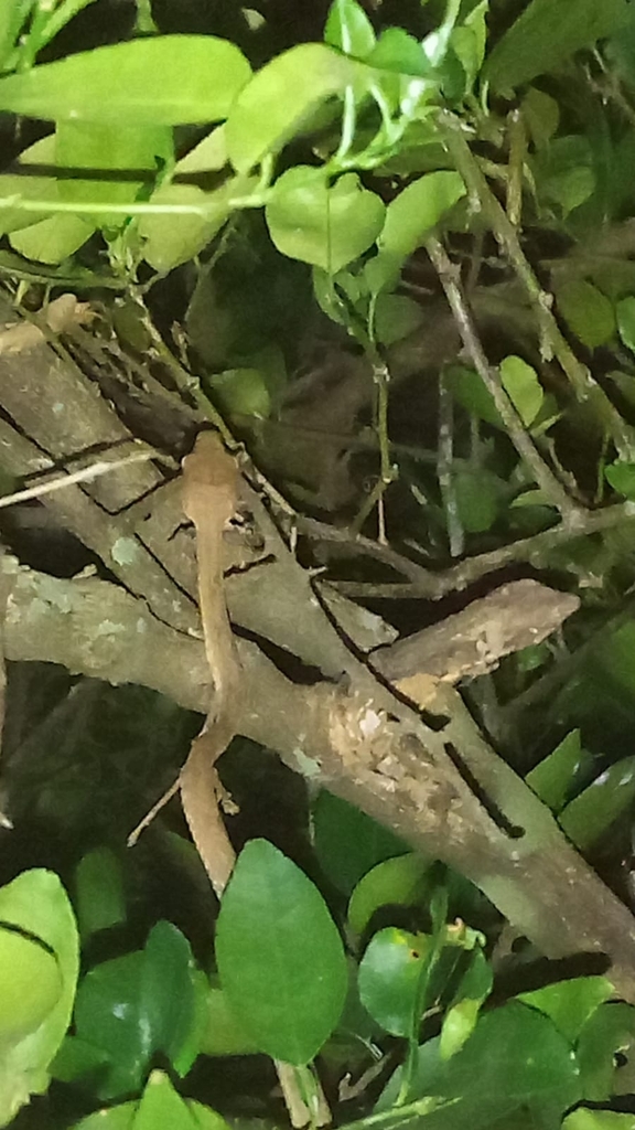 Ringed Tree Boa from Guararé, Provincia de Los Santos, Panamá on ...