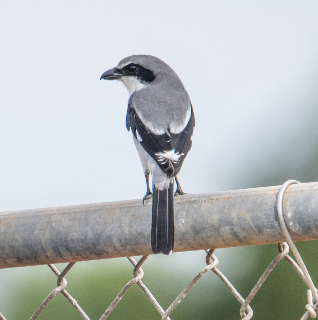 Loggerhead Shrike from South Naples, FL, USA on November 24, 2023 at 01 ...