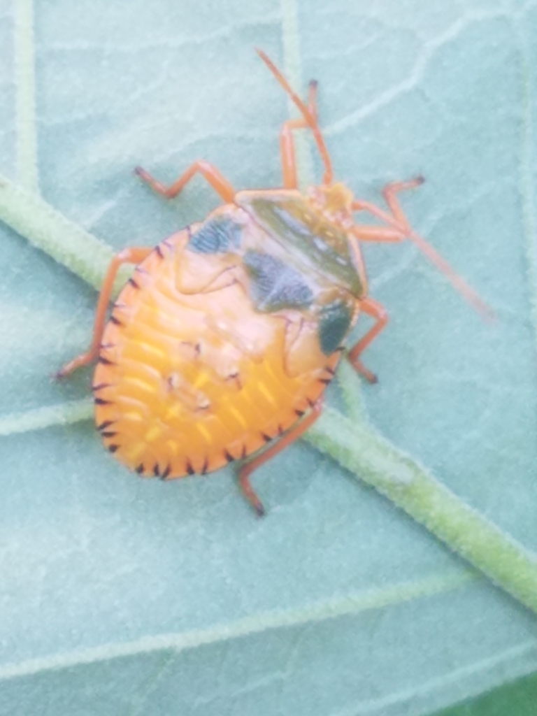 Red-bordered Stink Bug from Centro on December 10, 2023 at 09:27 AM by ...