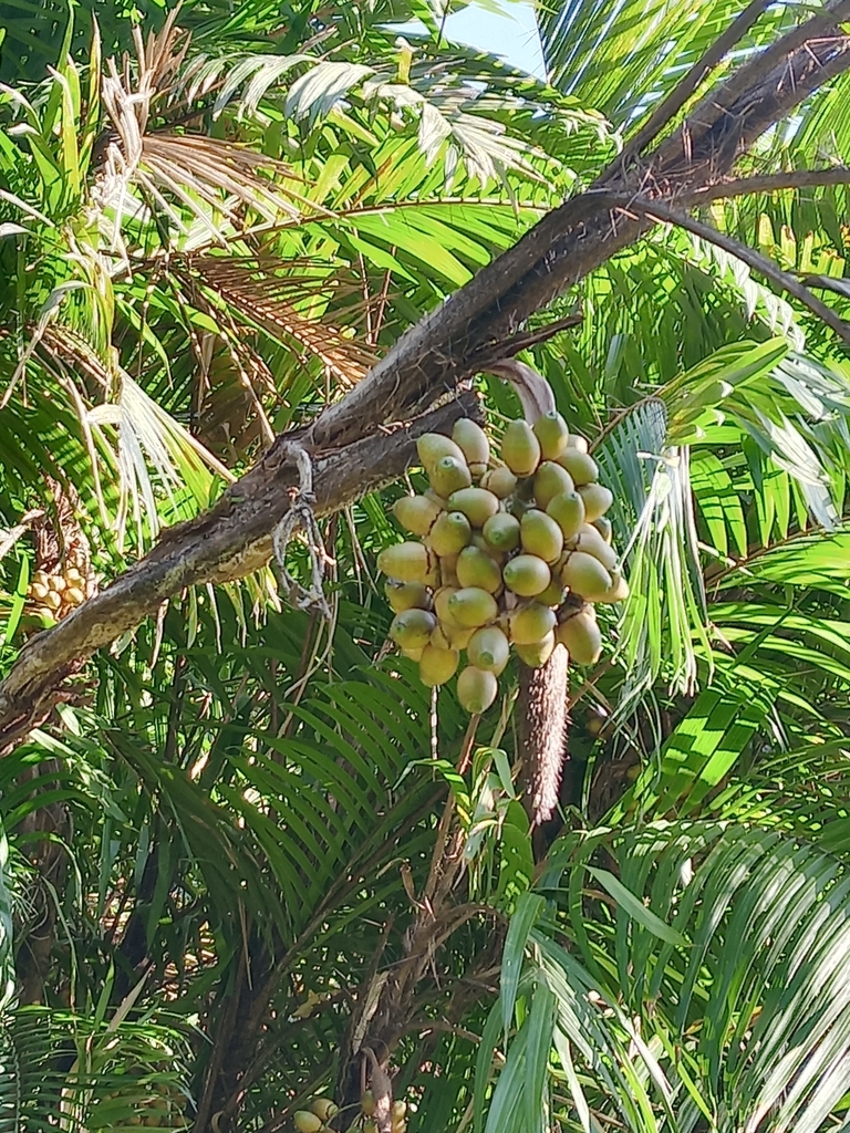 Bactris major from Panamá on December 9, 2023 at 04:01 PM by joseserrud ...