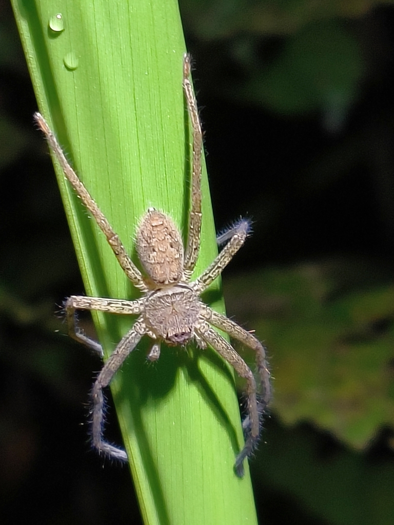 Pantropical Huntsman Spider from Bukit Batok, Singapore on December 10 ...